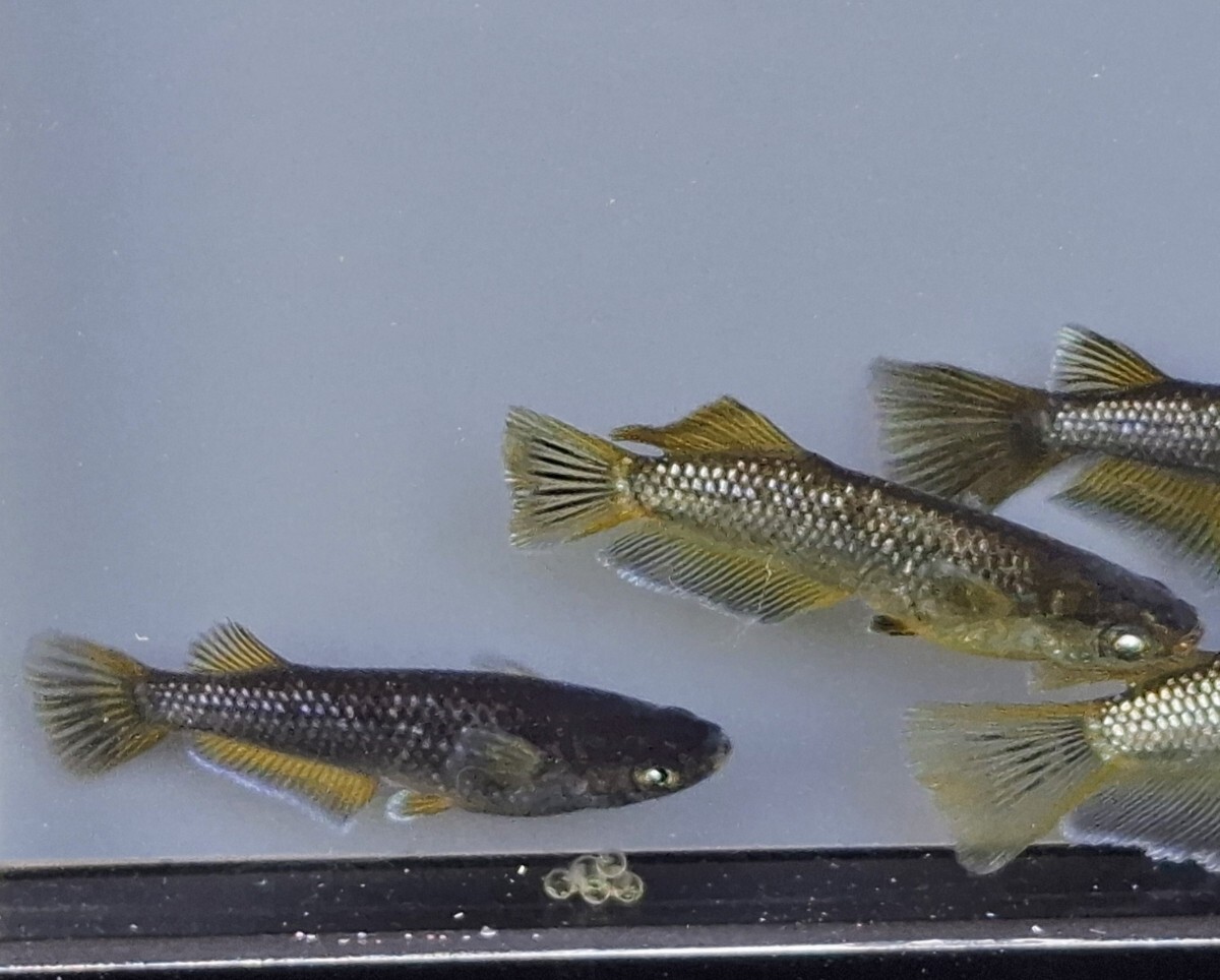 Yahoo!オークション - めだか アルティマニア黒閃RLF 2ペア 黄鰭個体 ...