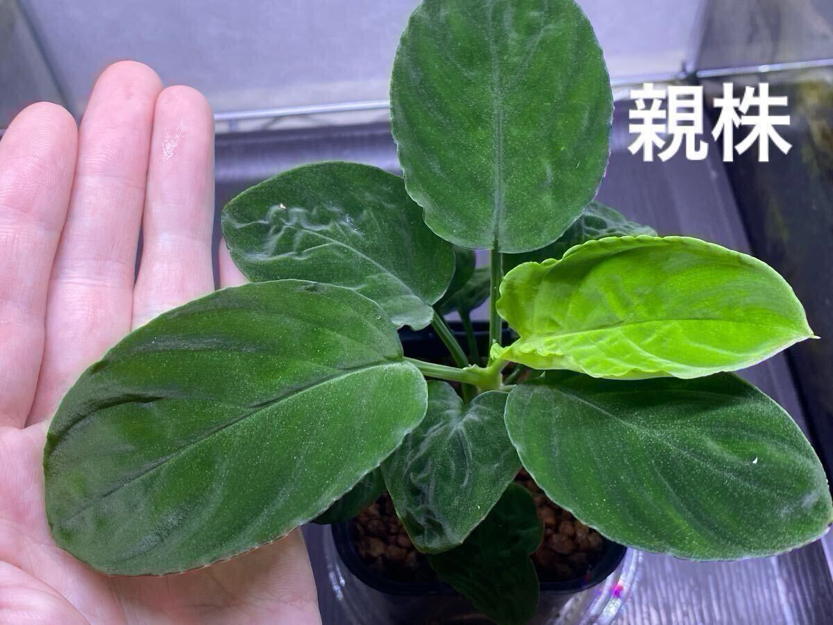 Yahoo!オークション - Homalomena sp.“Sunshine”BNN from Sibolga ti...