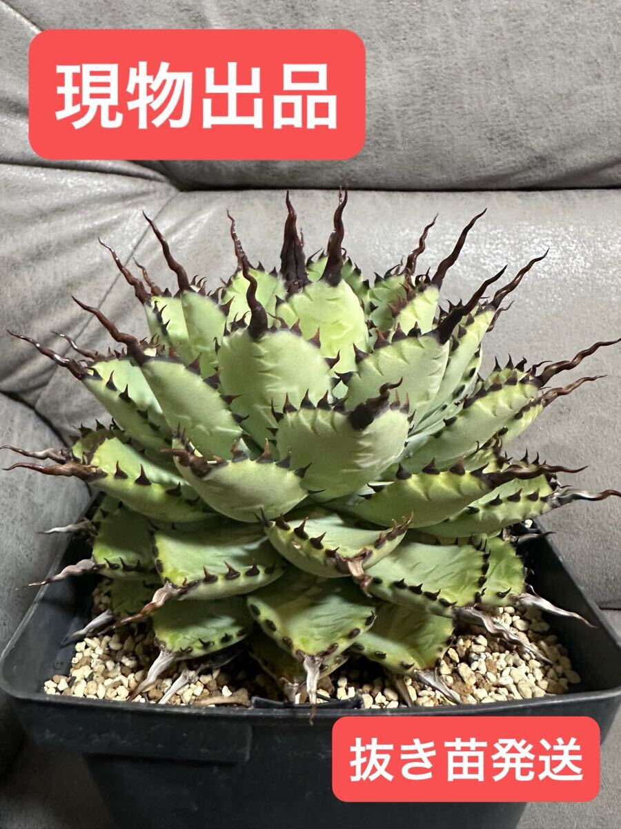 Yahoo!オークション - 【現物出品】アガベ ハイブリッド 八荒雷神 Agav...