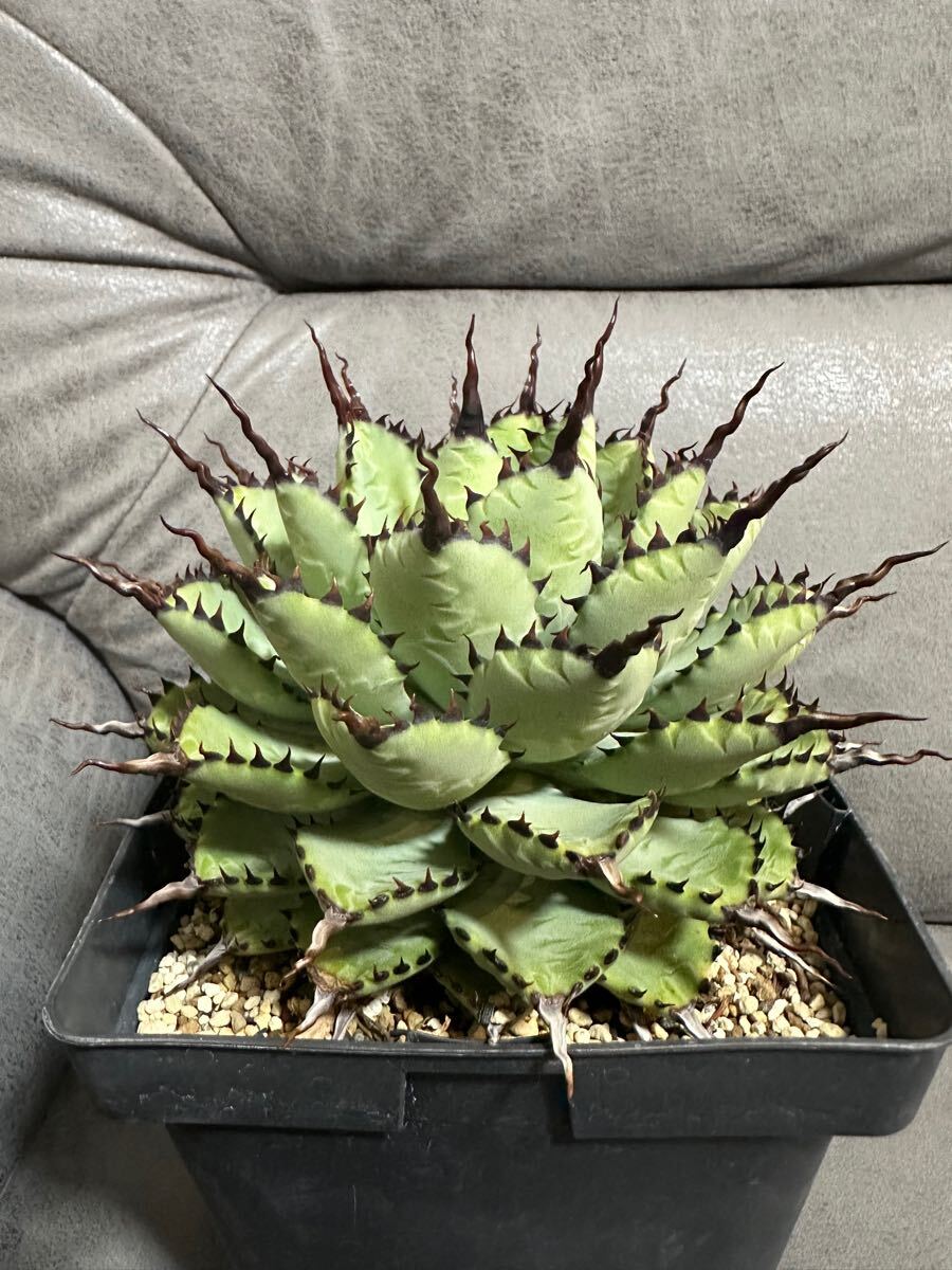 Yahoo!オークション - 【現物出品】アガベ ハイブリッド 八荒雷神 Agav...