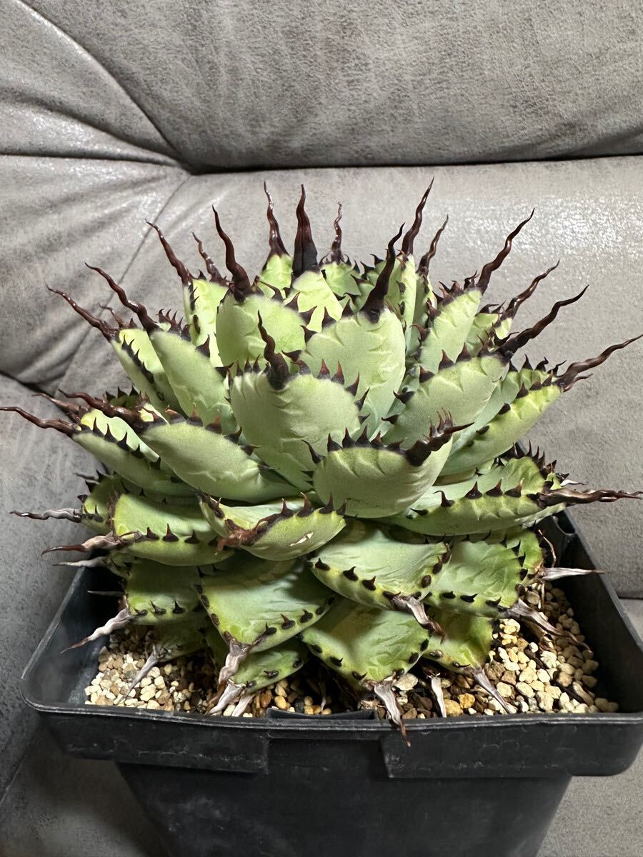 Yahoo!オークション - 【現物出品】アガベ ハイブリッド 八荒雷神 Agav...