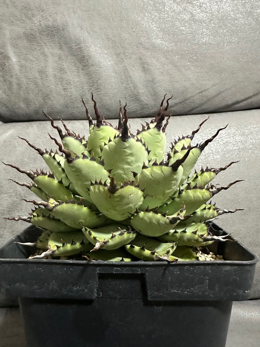 Yahoo!オークション - 【現物出品】アガベ ハイブリッド 八荒雷神 Agav...