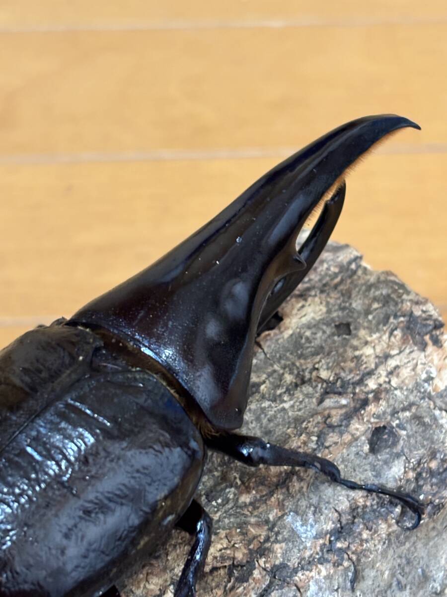 Yahoo!オークション - DHヘラクレス C68メテオ系 初.2令幼虫 4頭 ②