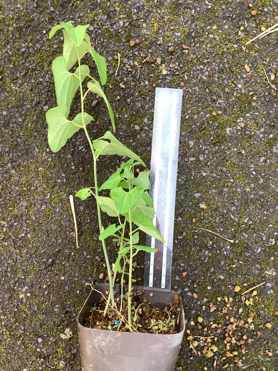 Yahoo!オークション - ウマノスズクサ No10