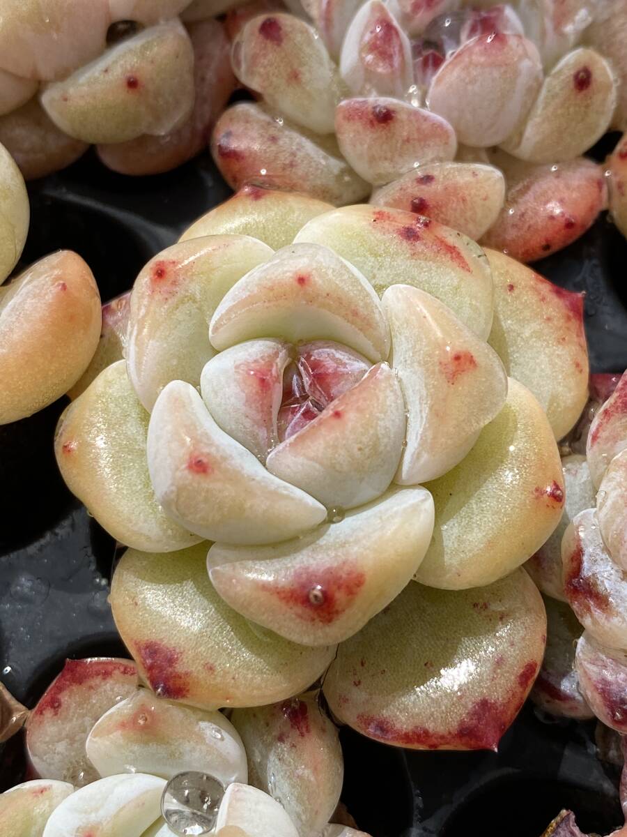 Yahoo!オークション - 128株 F728 多肉植物 エケベリア いちごドロドロ...