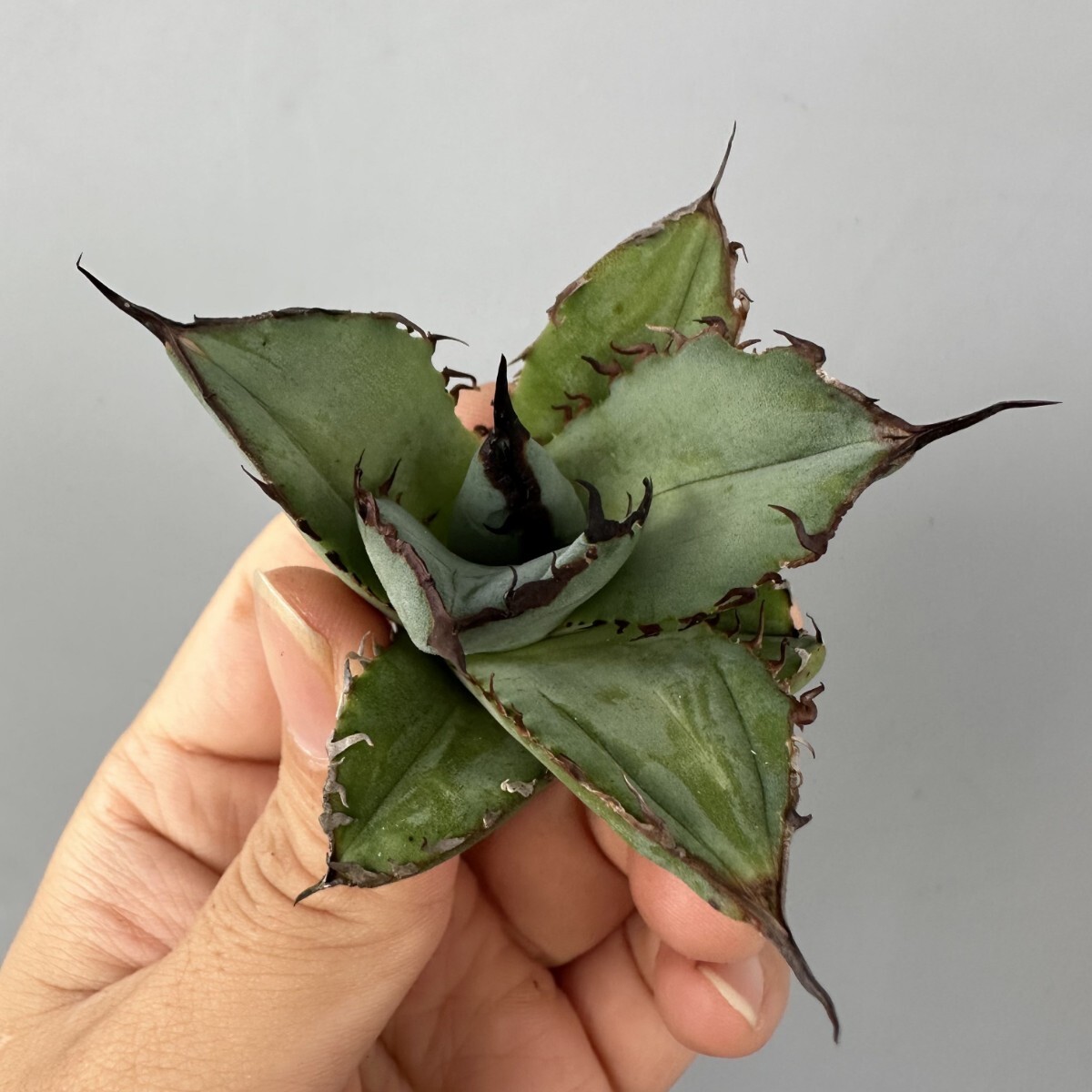 Yahoo!オークション - 【L LONG】 E62 特選 アガベ 多肉植物 チタノタ ...