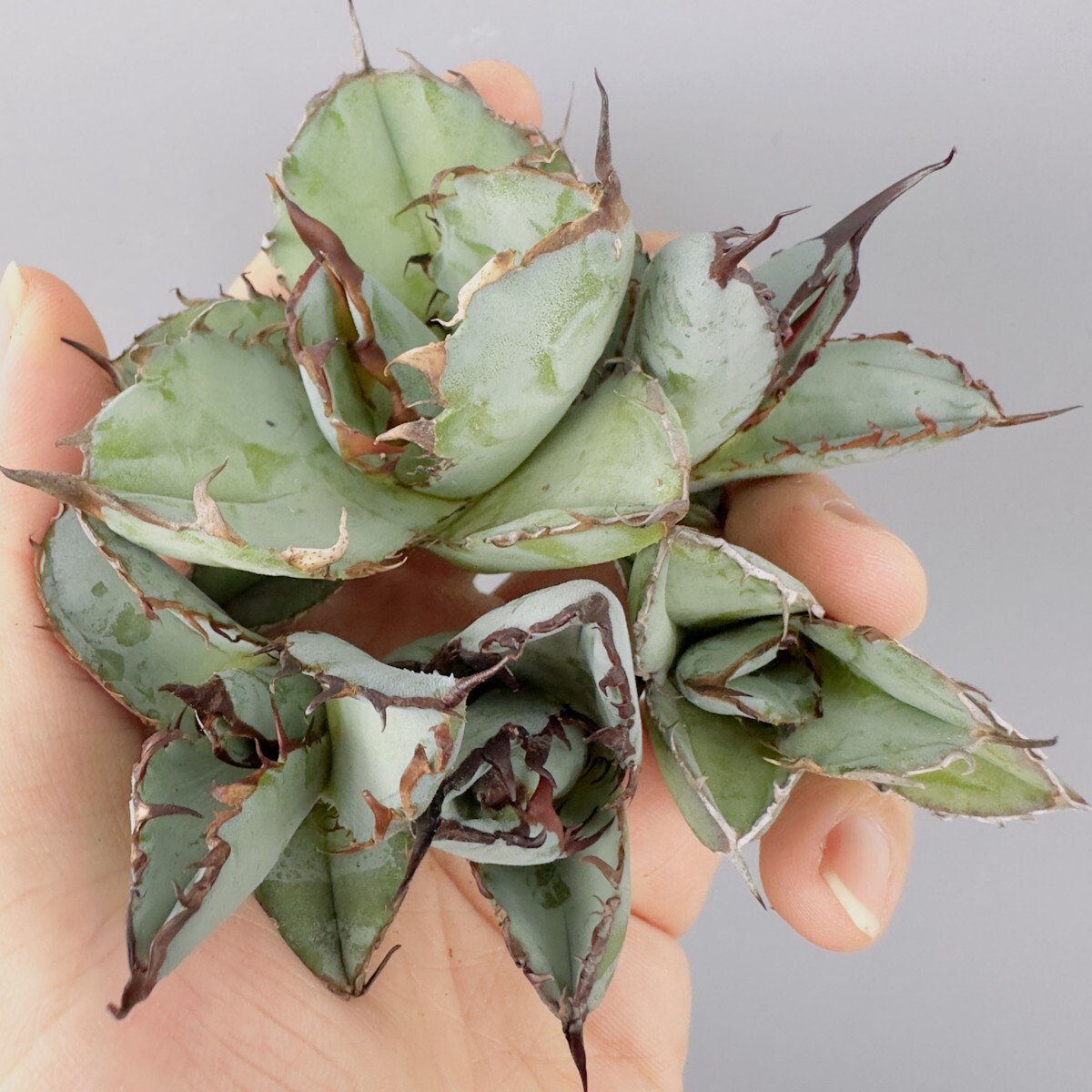 Yahoo!オークション - 【L LONG】F64 特選 アガベ 多肉植物 チタノタ B...