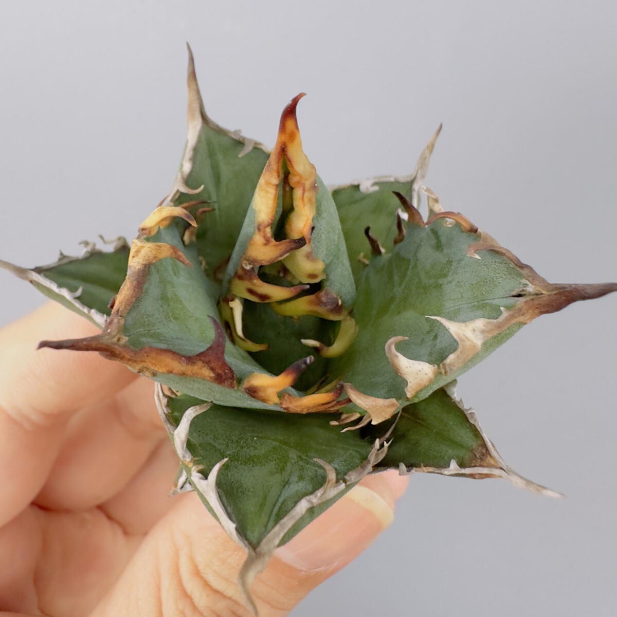 Yahoo!オークション - 【L LONG】 F58 特選 アガベ 多肉植物 チタノタ ...