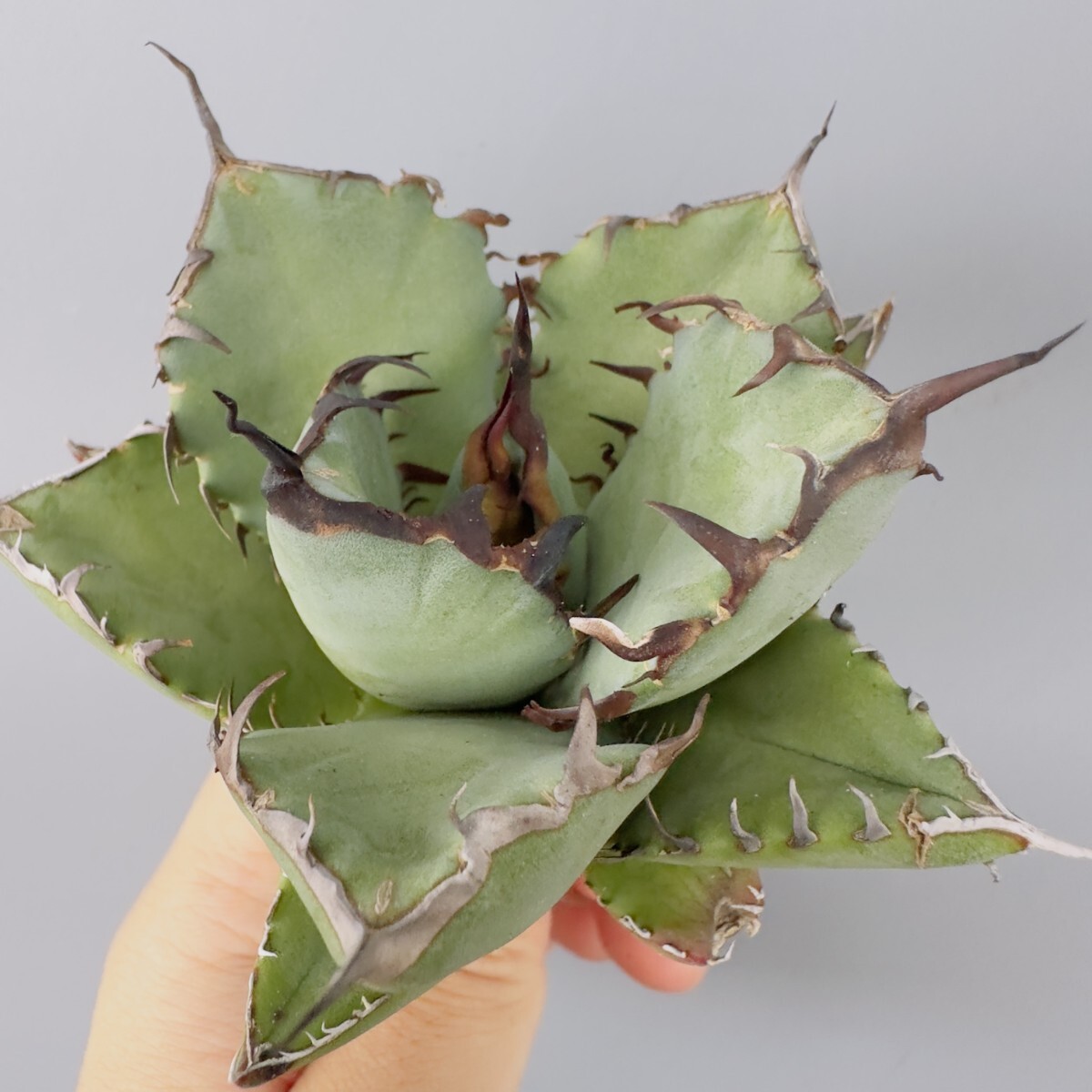 Yahoo!オークション - 【L LONG】F47 特選 アガベ 多肉植物 チタノタ ...