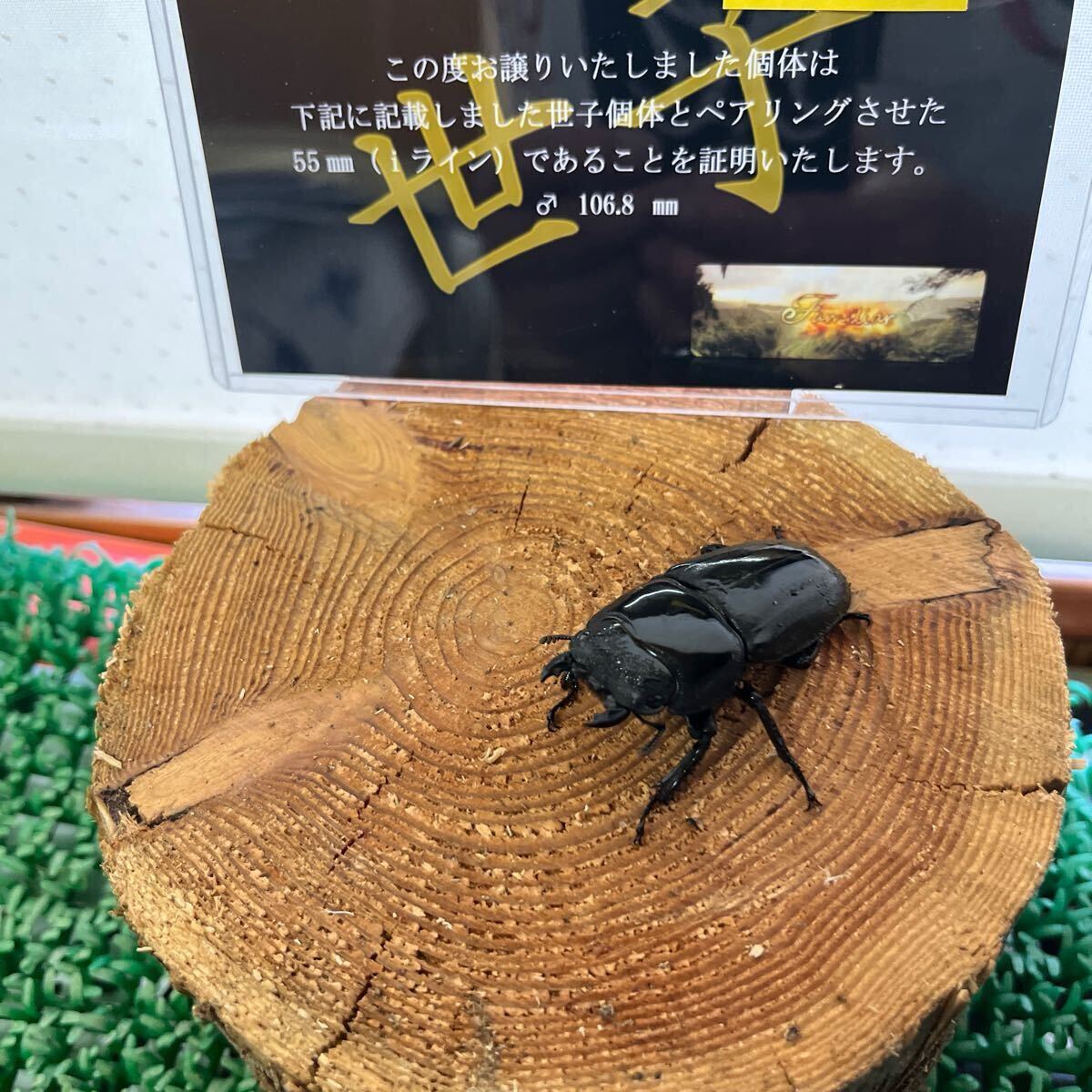 Yahoo!オークション - 『世子』スマトラヒラタクワガタ ペア
