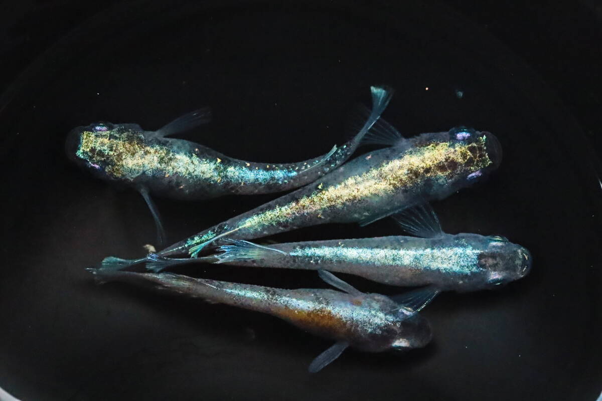 Yahoo!オークション - 丸長メダカ Q35【 朱光菊 種親クラス 】4匹 メス...