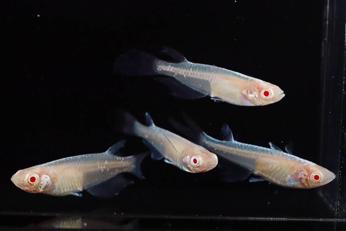 Yahoo!オークション - 丸長メダカ Q18【 龍の瞳 種親クラス】4匹 メス2...