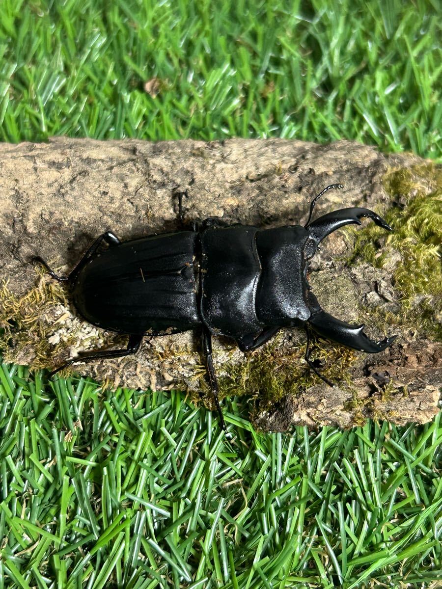 Yahoo!オークション - スジブトヒラタ WF2 57ミリ×32ミリ ペア