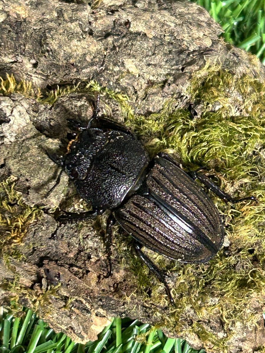 Yahoo!オークション - スジブトヒラタ WF2 57ミリ×32ミリ ペア