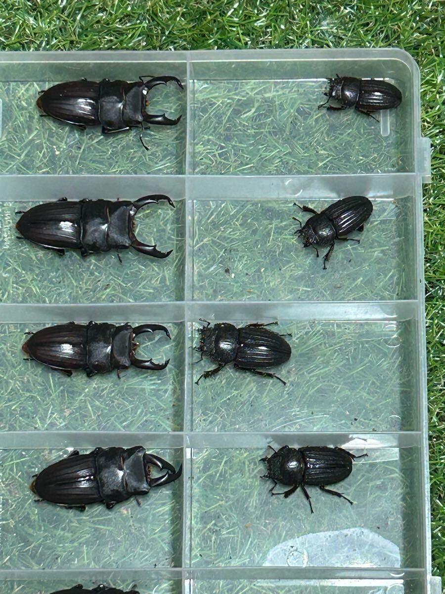 Yahoo!オークション - スジブトヒラタ WF2 5ペア 新成虫