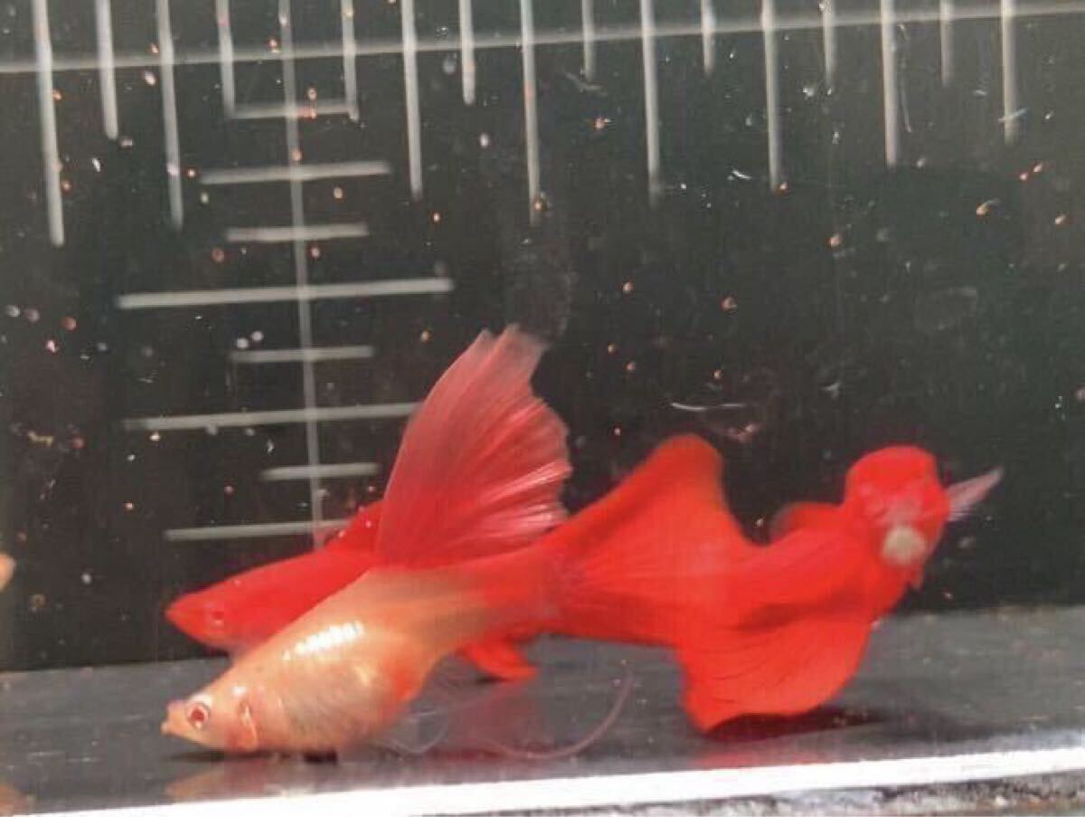 Yahoo!オークション - [2ペア]RREA フルー レッド リボン メガフィン