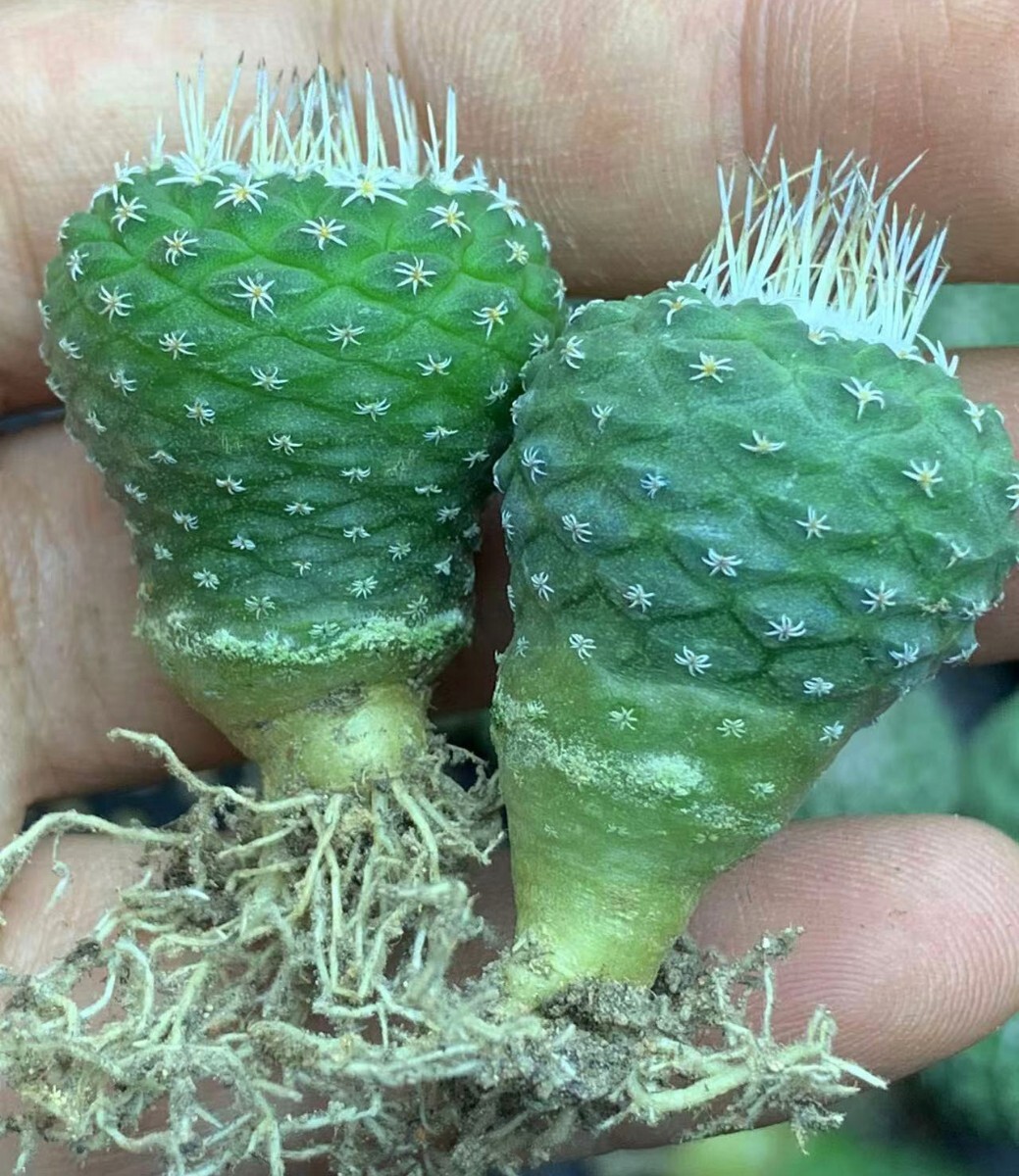 Yahoo!オークション - LG20 サボテン 菊水 strombocactus disciformis ...