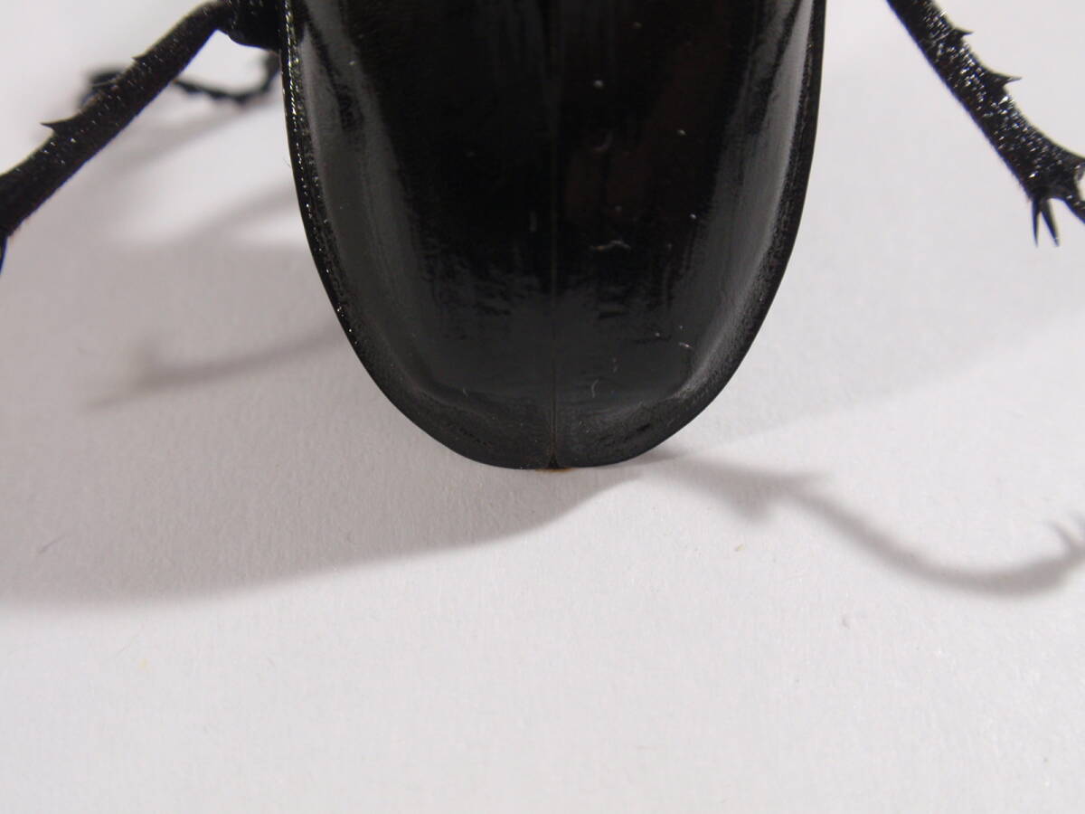 Yahoo!オークション - No.62 宮崎県産ミヤマ 大型 ♂ 72.3mm ペア