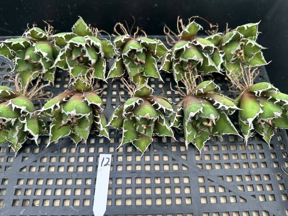 Yahoo!オークション - H12-4【瀧將plant】多肉植物 アガベ チタノタ 凱...