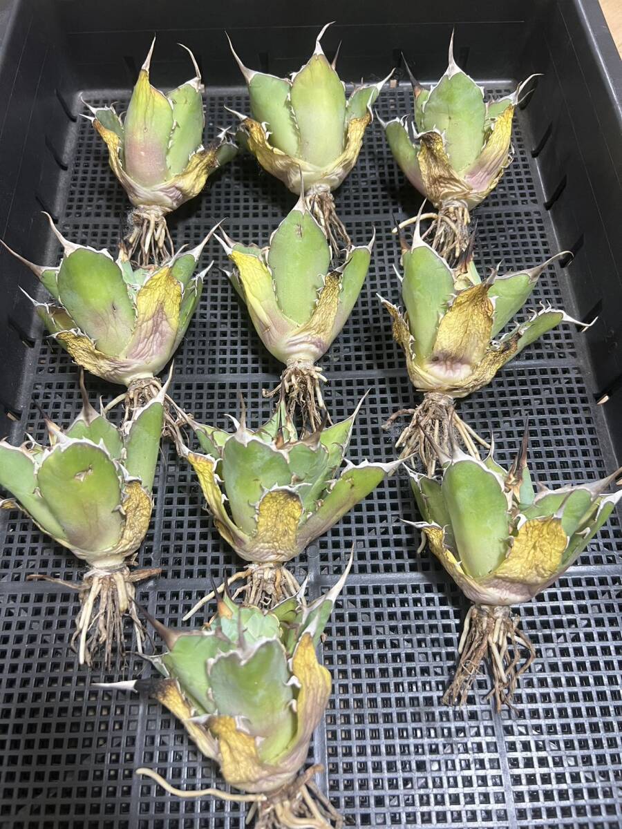 Yahoo!オークション - I13-3【瀧將plant】多肉植物 アガベ チタノタ ハ...