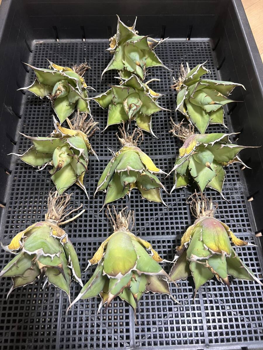 Yahoo!オークション - I13-3【瀧將plant】多肉植物 アガベ チタノタ ハ...