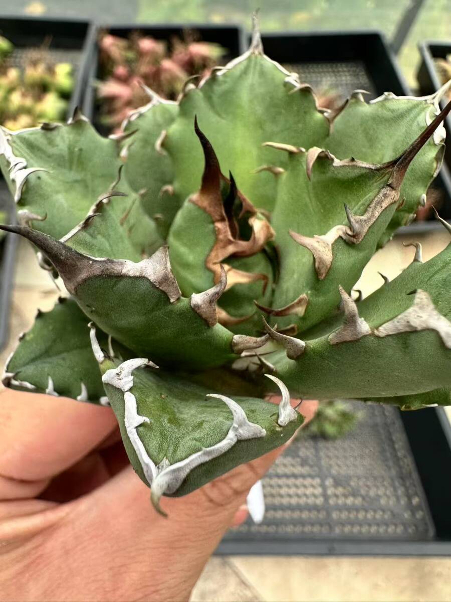 Yahoo!オークション - J9-1【瀧將plant】多肉植物 アガベ チタノタ 姫...