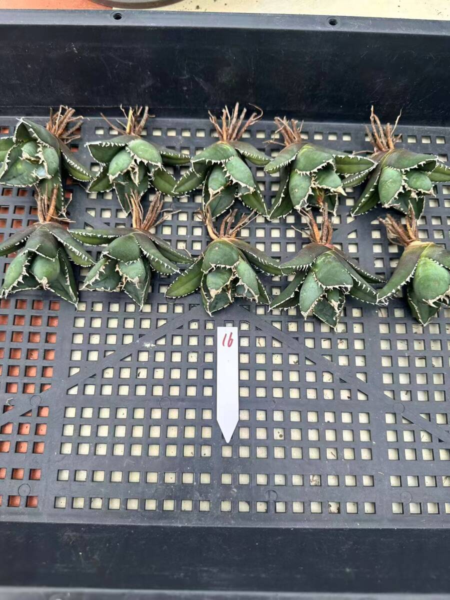 Yahoo!オークション - P16-1【瀧將plant】多肉植物 アガベ チタノタ 包...