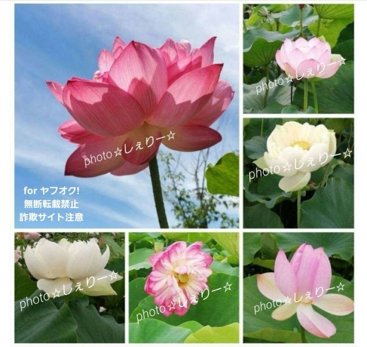 Yahoo!オークション - Y55 発芽済 花蓮 蓮根 ハス 蓮の種 蓮の苗 【5苗...