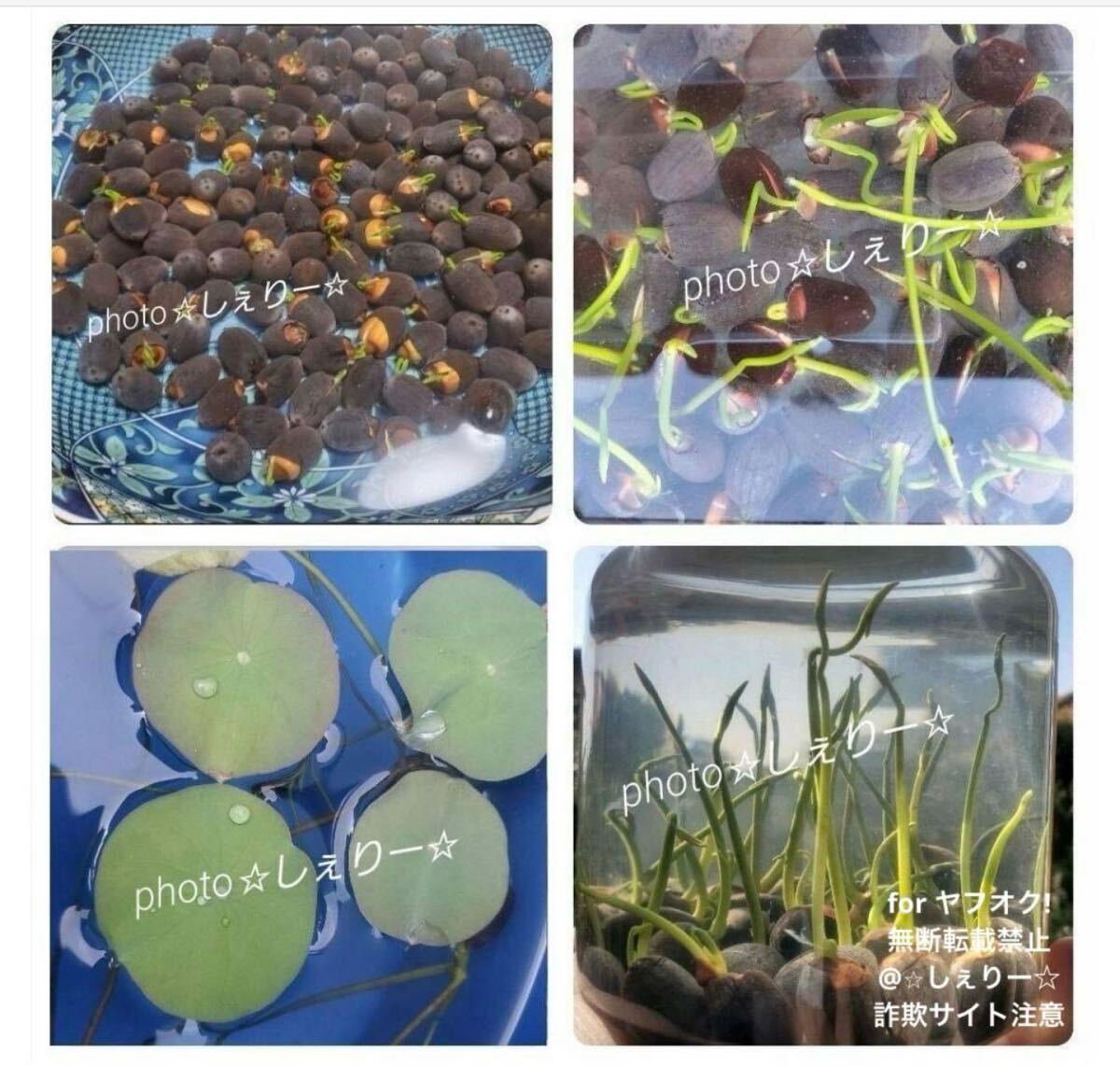 Yahoo!オークション - Y55 発芽済 花蓮 蓮根 ハス 蓮の種 蓮の苗 【5苗...