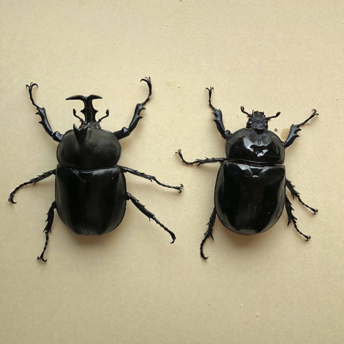 Yahoo!オークション - ダビディスカブト 成虫ペア CBF2 ①