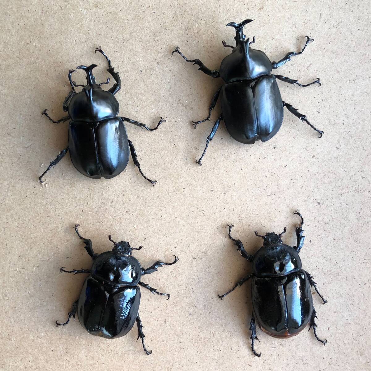 Yahoo!オークション - ダビディスカブト 2ペア CBF2 ①
