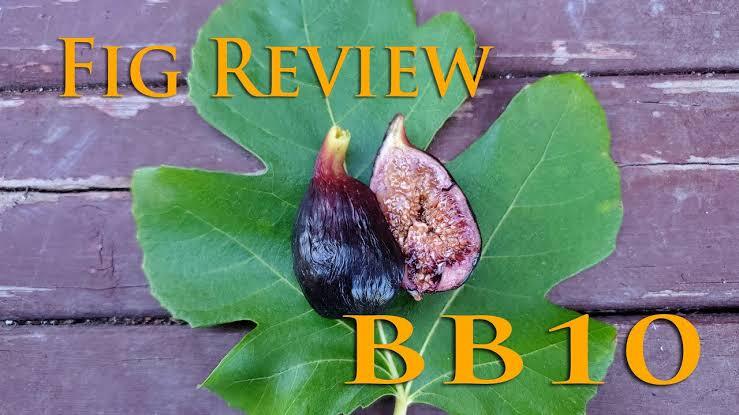 Yahoo!オークション - イチジク苗 black beauty 10 BB10 レア品種