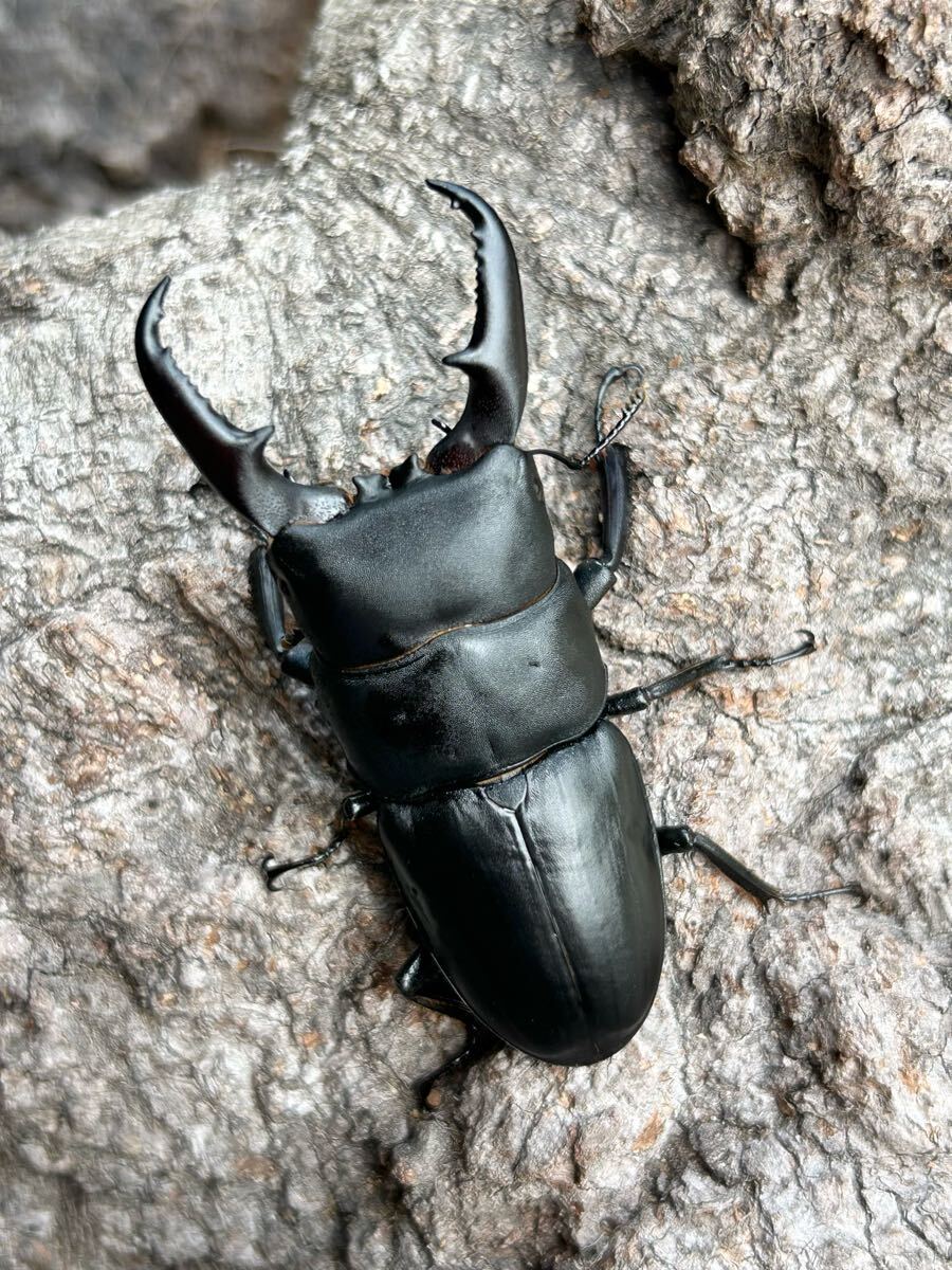 本土ヒラタクワガタ 宮崎県東臼杵郡産 ♂66.8ミリ WF4ペア(国産)｜売買されたオークション情報、yahooの商品情報をアーカイブ公開 - オークファン（aucfan.com）