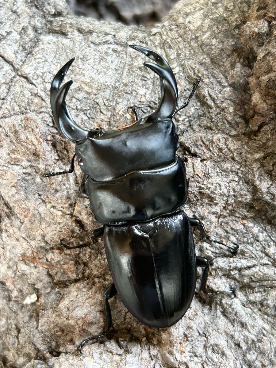 Yahoo!オークション - 【レコード血統】タイクルビデンスオオクワガタ ...