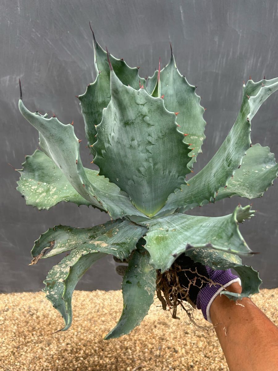 Yahoo!オークション - 2 Agave salmiana v.feroxCrazy Horse アガベ サ...