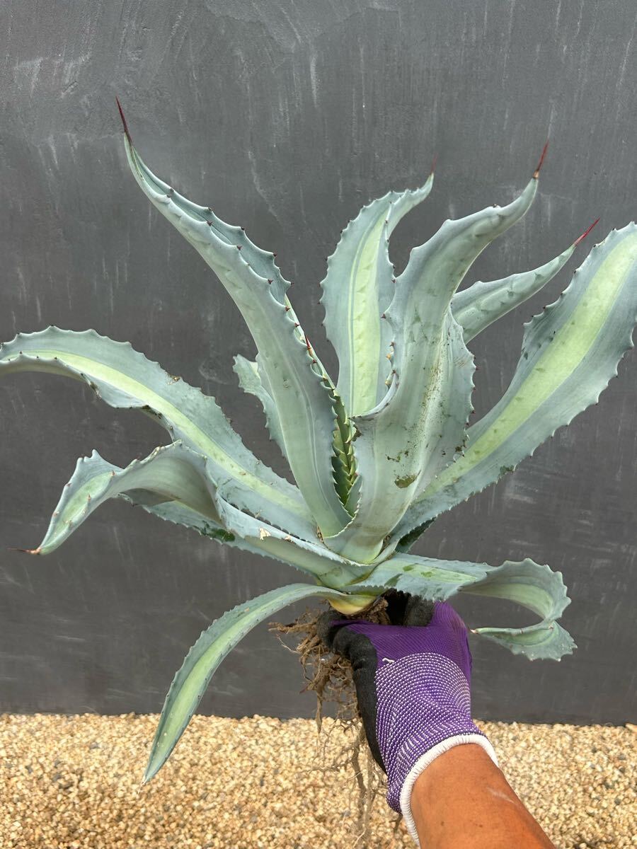 Yahoo!オークション - 2 Agave americana アガベ アメリカーナ エクス...