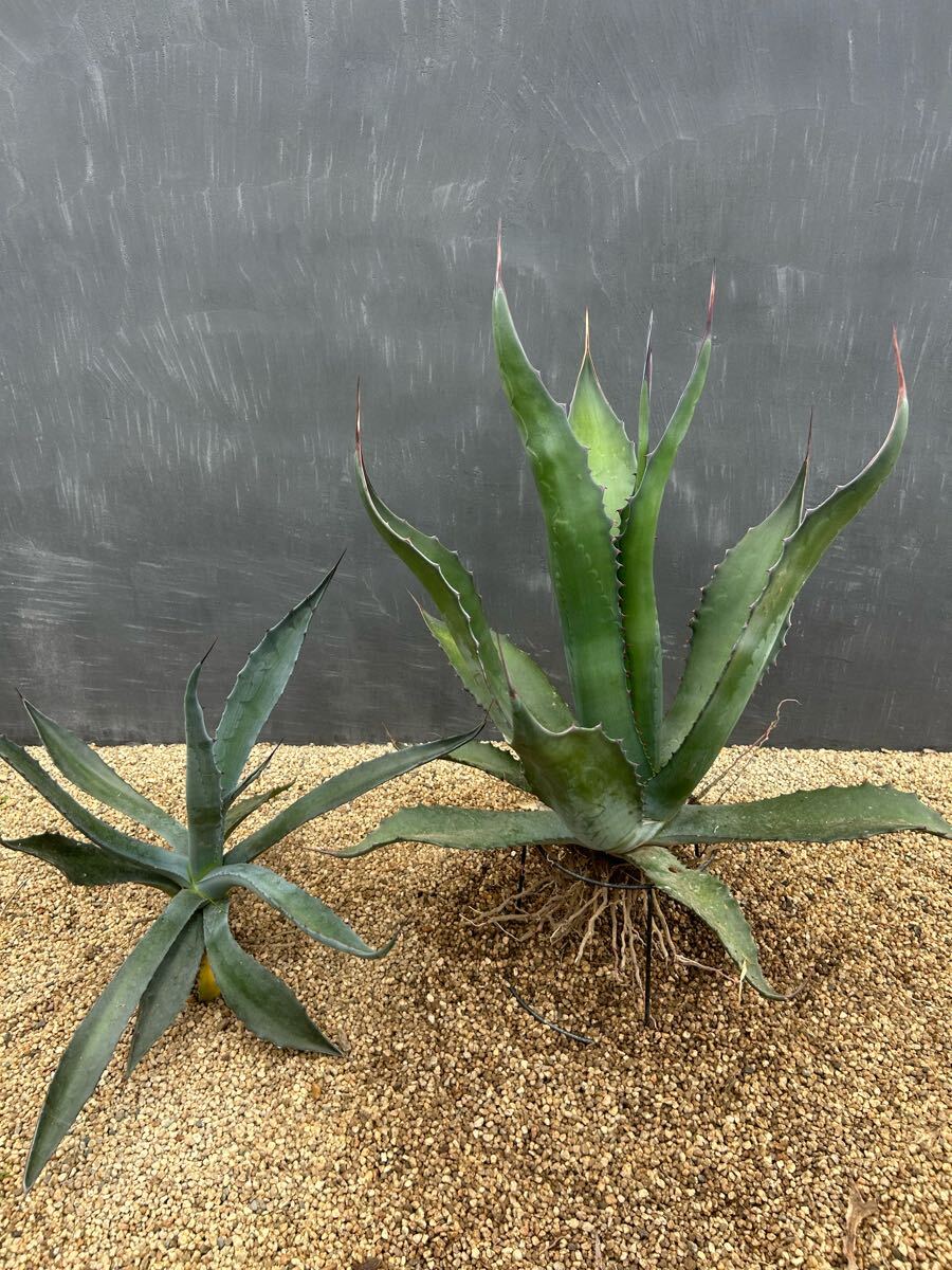 Yahoo!オークション - 2 Agave salmiana v.ferox アガベ サルミアナ フ...