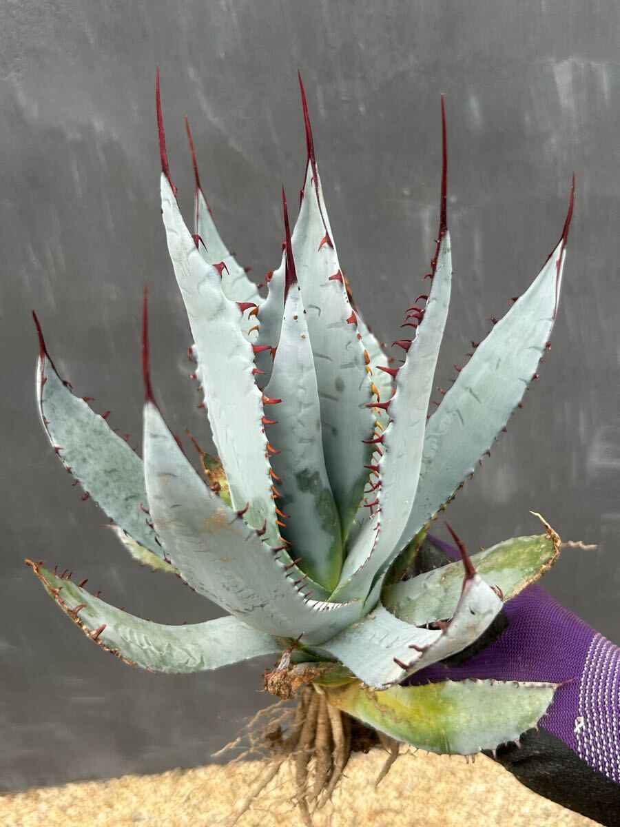 Yahoo!オークション - 2 Agave アガベ 屈原の舞扇