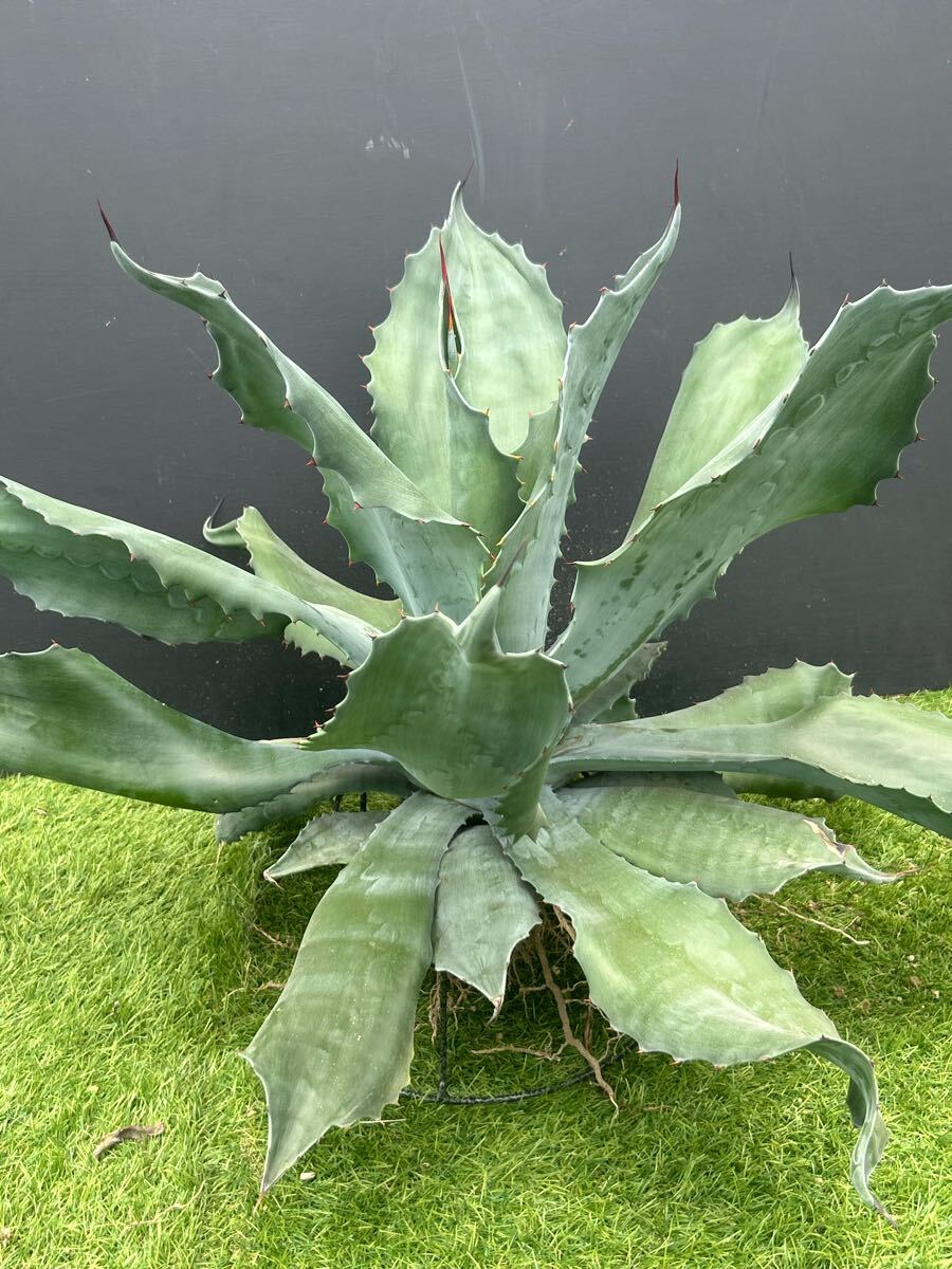 Yahoo!オークション - 2 Agave salmiana v.feroxCrazy Horse アガベ サ...