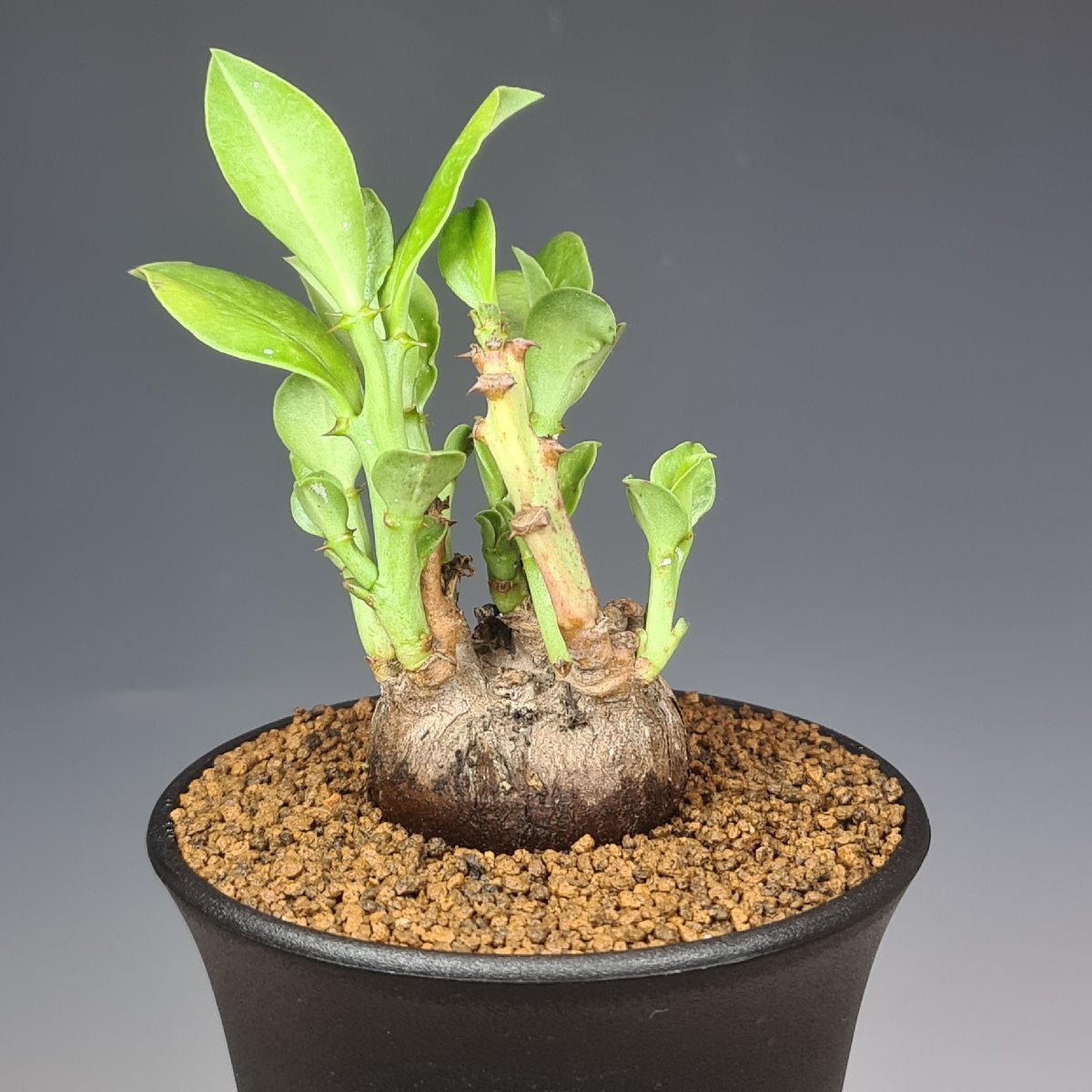 Yahoo!オークション - (実)ユーフォルビア・プラティリザ Zambia 9cm鉢...