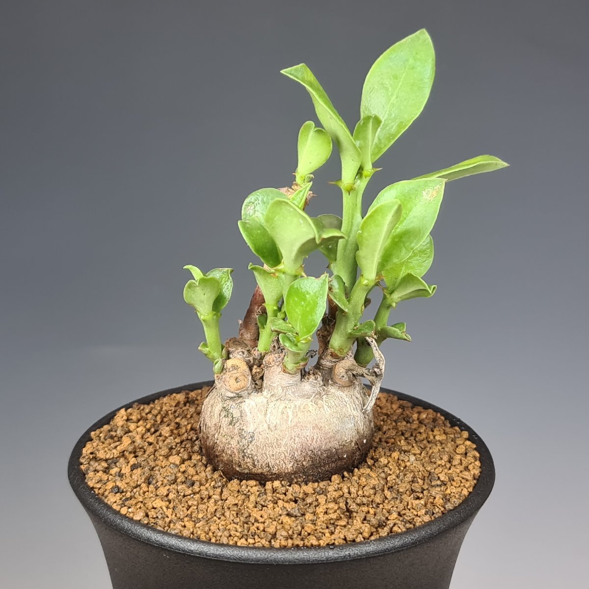 Yahoo!オークション - (実)ユーフォルビア・プラティリザ Zambia 9cm鉢...