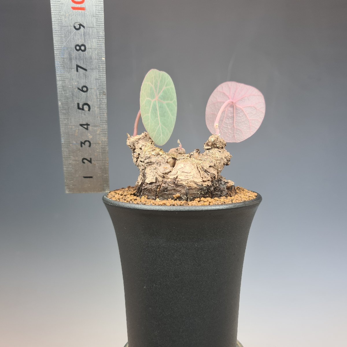 Yahoo!オークション - ステファニア・カウェーサキー Sai Yok Kanchana...