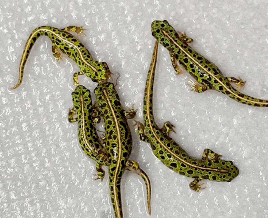 Yahoo!オークション - シントラ産 マダライモリ 2匹 2024CB