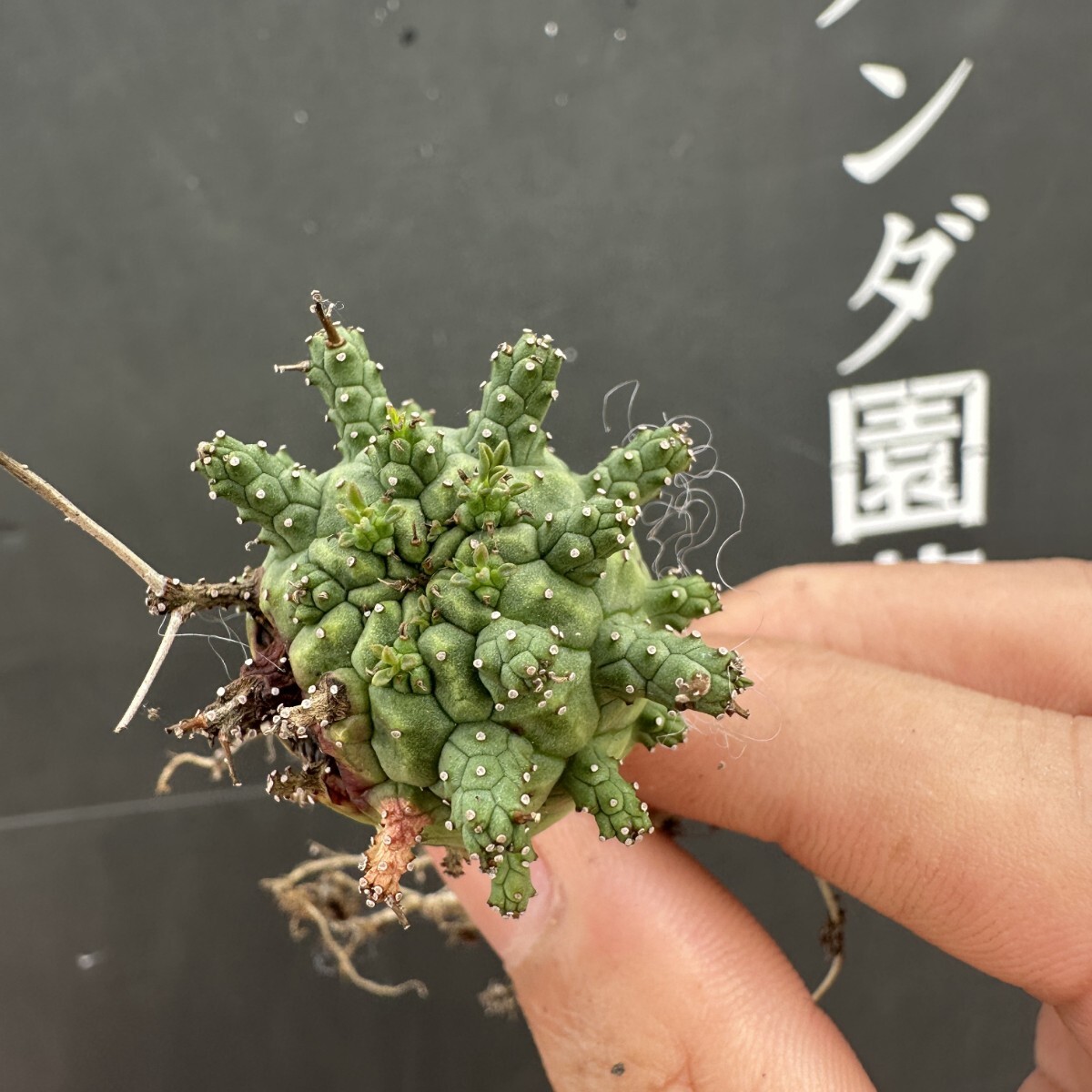 Yahoo!オークション - AA23 【パンダ園芸】ユーフォルビア デセプタ 実...