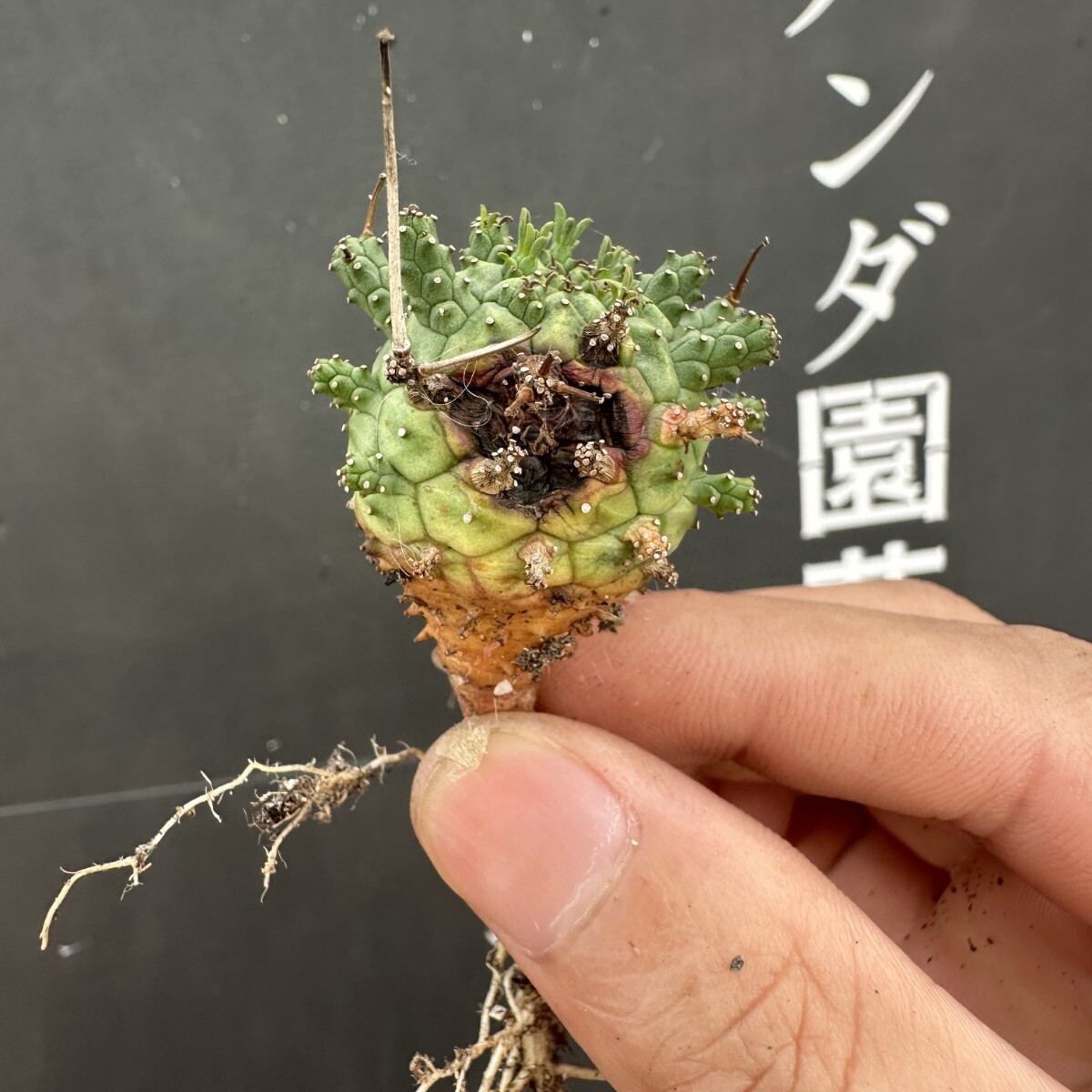 AA23 パンダ園芸 ユーフォルビア デセプタ 実生株 Euphorbia decepta 塊根植物(サボテン)｜売買されたオークション情報、yahooの商品情報をアーカイブ公開 ...