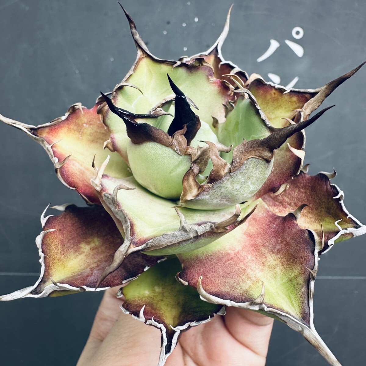 Yahoo!オークション - DD18【パンダ園芸】アガベ チタノタ ハデス Hade...