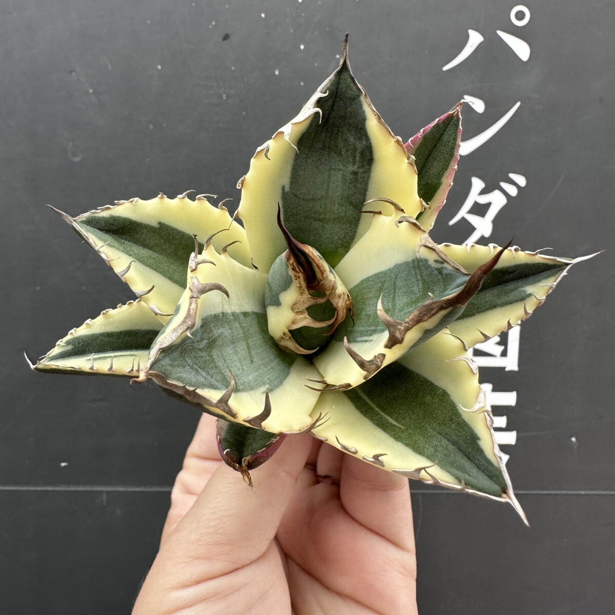 Yahoo!オークション - EE2【パンダ園芸】 アガベ チタノタ スナグルト...