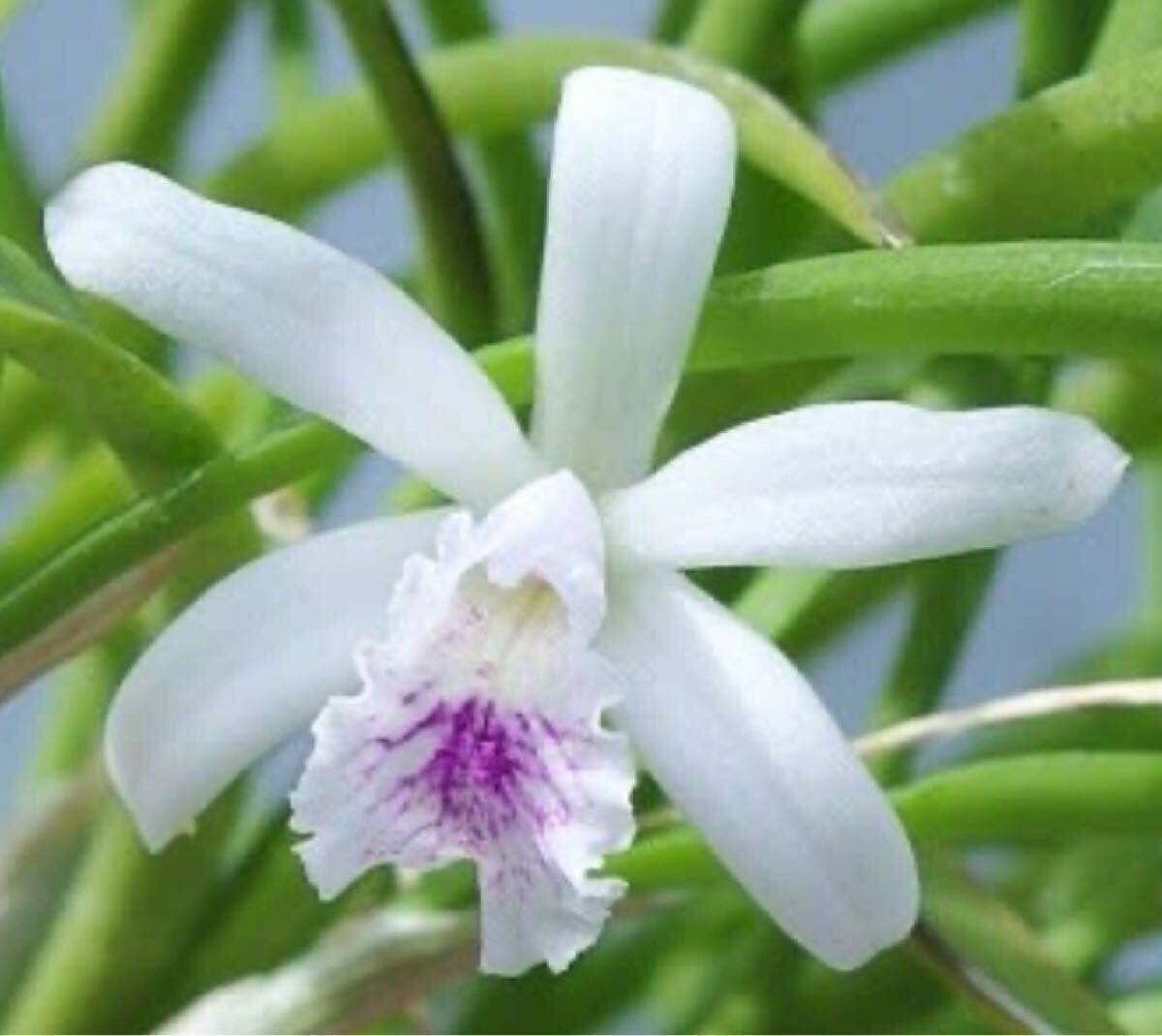 Yahoo!オークション - 洋蘭カトレア原種 C.lundii fma.coerulea ‘Hiro...