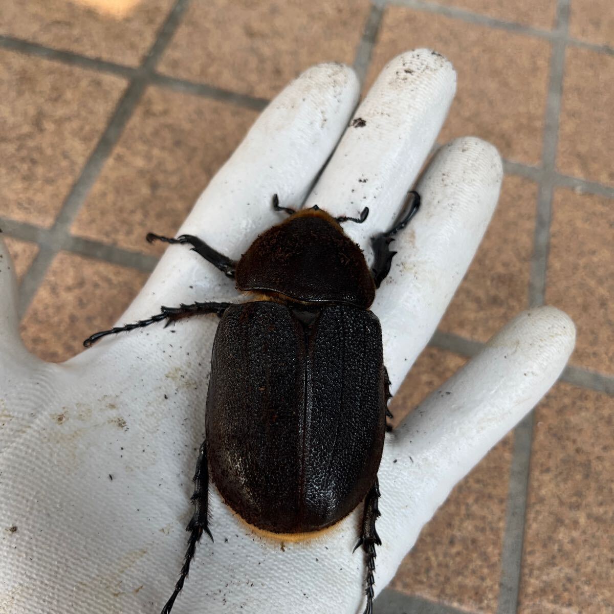 Yahoo!オークション - D.Hヘラクレス ♀76ミリ T117-FFOAKSvol.3×G-FF...