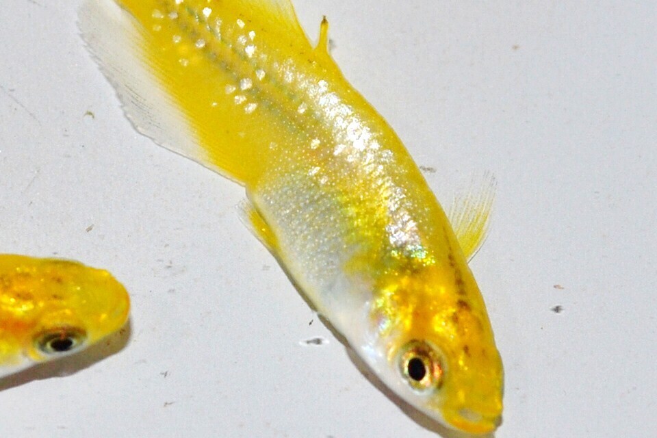 Yahoo!オークション - 爽やかイエロー 広島プロショップ【レモンスカッ...